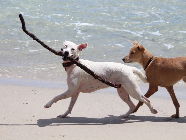 60 fotos dos cachorros mais exóticos do planeta | Busca voluntária ...